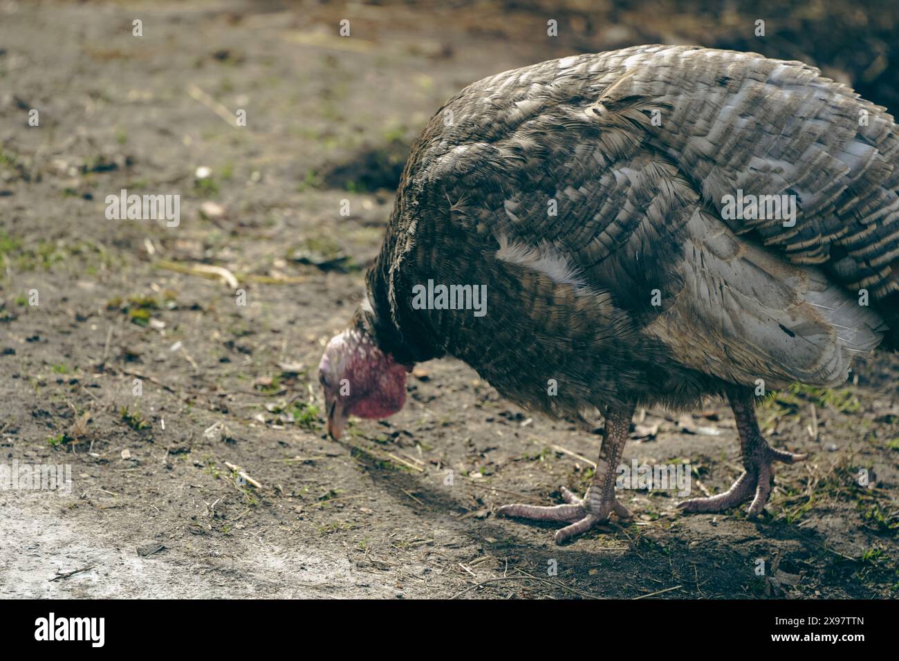 Turkey in full plumage. Pastures grow turkey on a farm. A live turkey ...