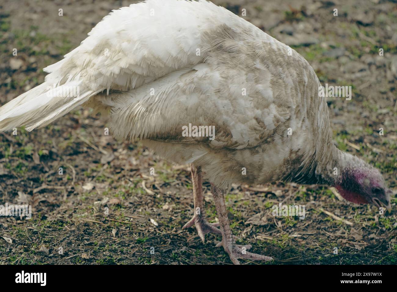 Common white turkey on the birds yard close-up. Turkeys on free range ...