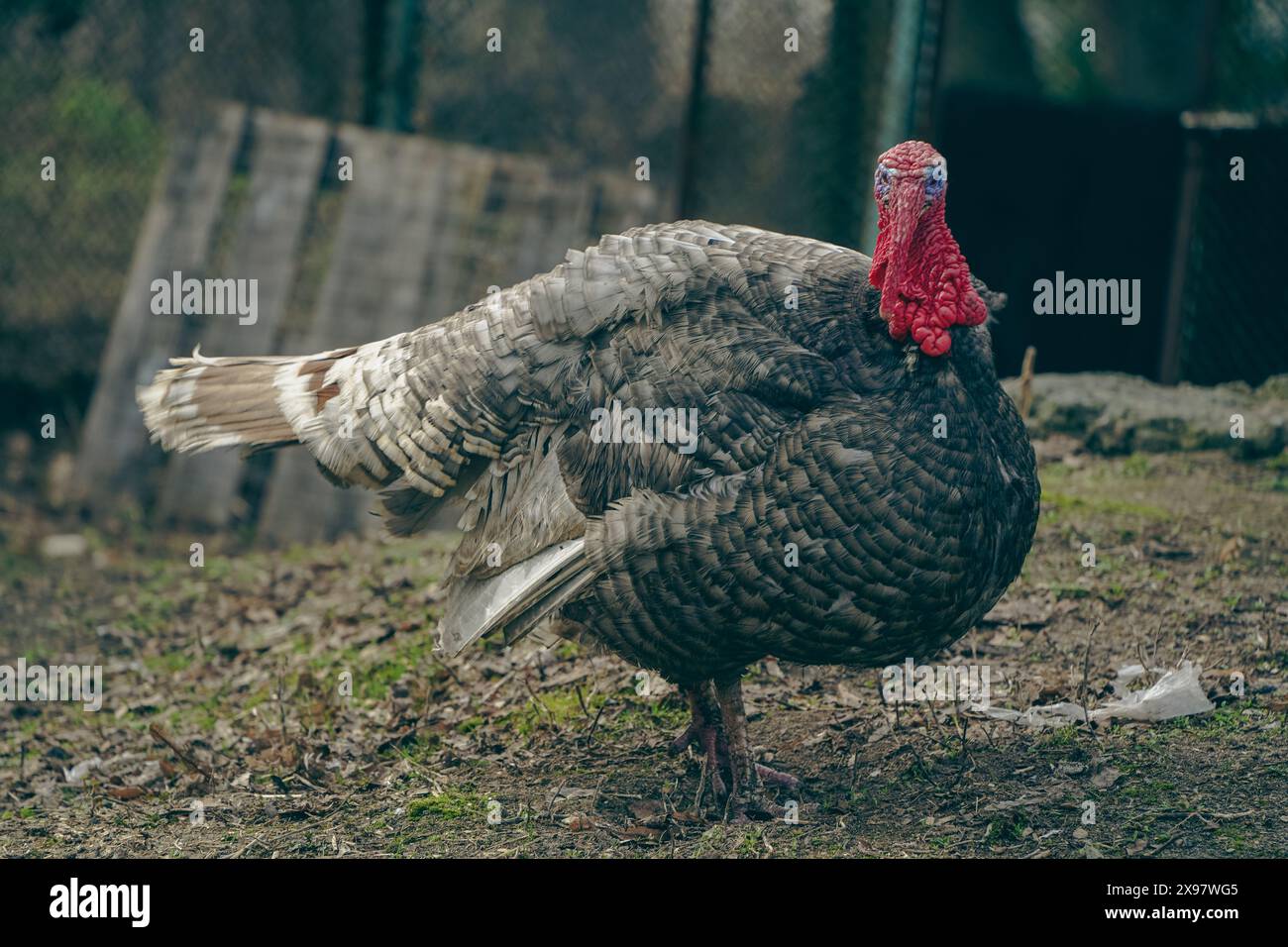 Male Turkey in full plumage. Pastures grow turkey on a farm. A live ...