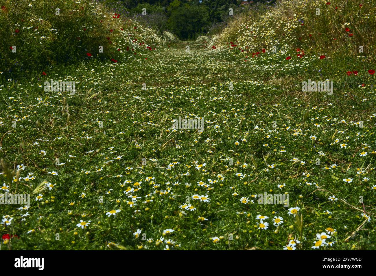 Wildflower meadows of some mixed species are sold in seed packets Stock ...