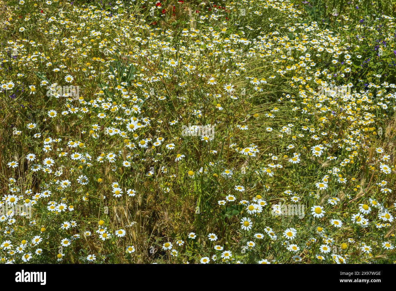 Wildflower meadows of some mixed species are sold in seed packets 2 ...