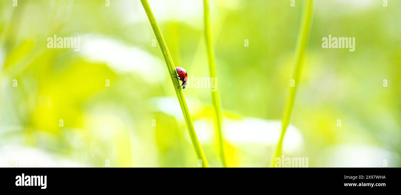 a ladybug in nature panorama Stock Photo - Alamy