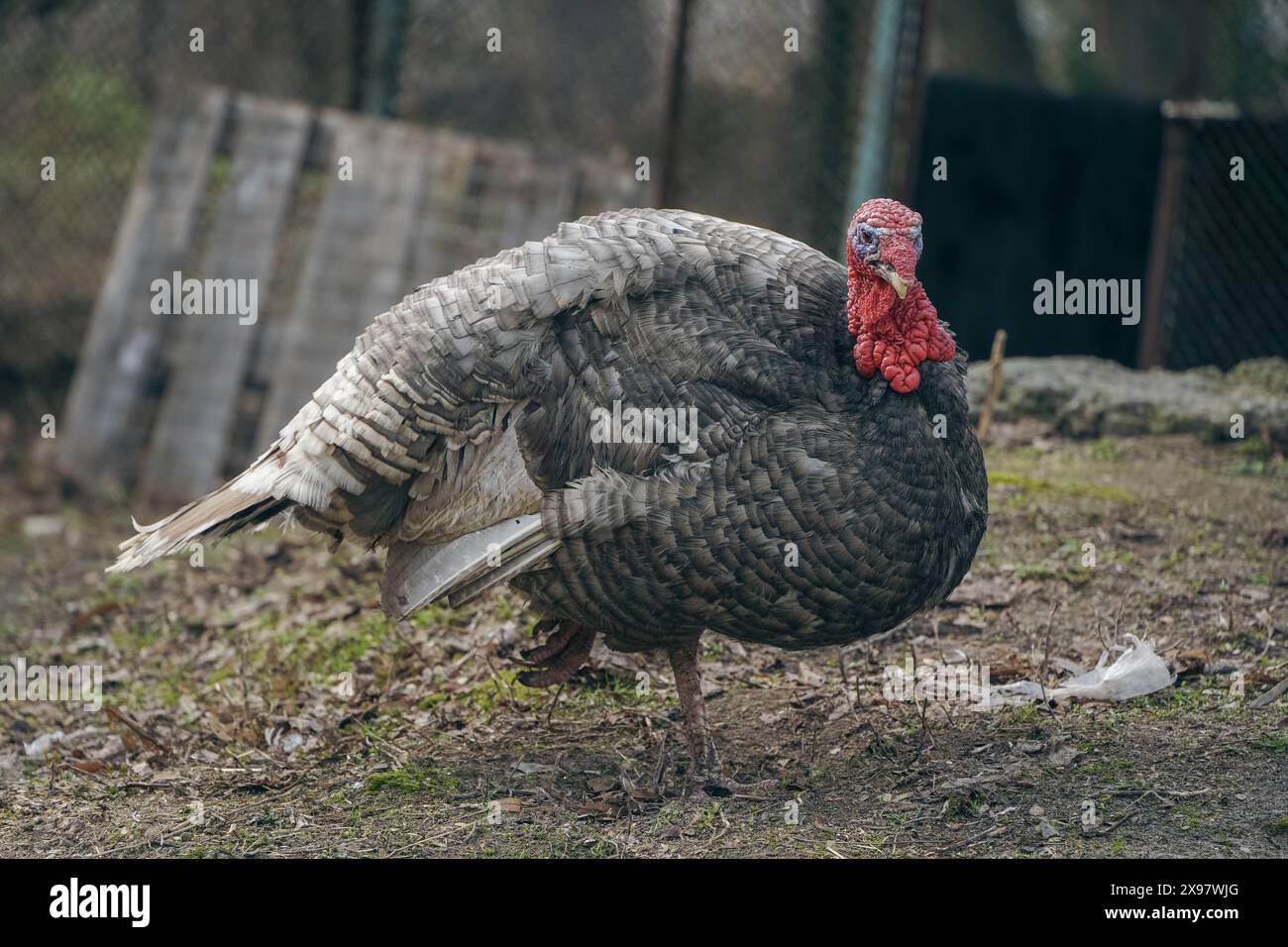 Full turkey meat wings hi-res stock photography and images - Alamy