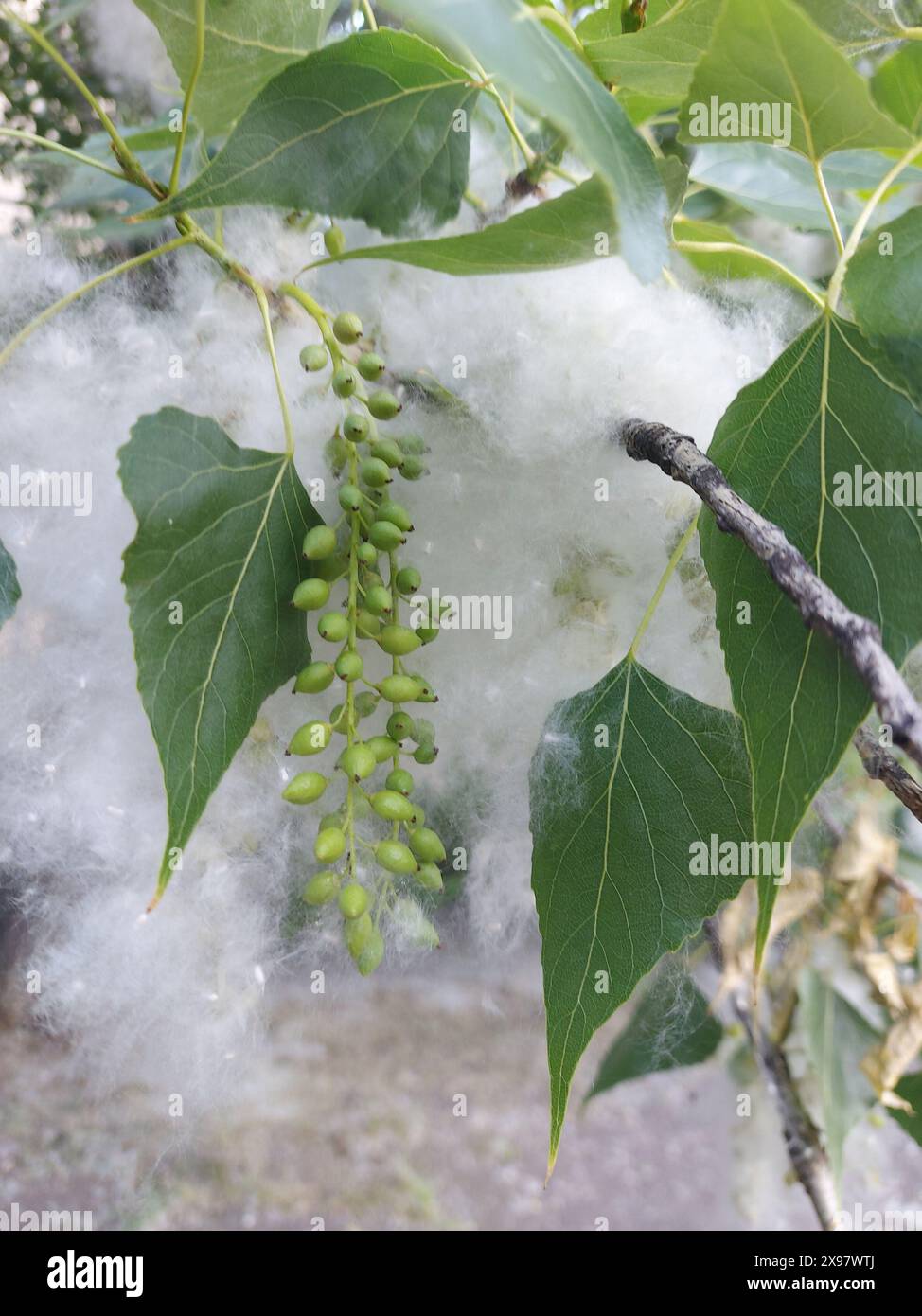 Poplar. Poplar fluff. Bunches of poplar seeds and fluff fit tightly to ...