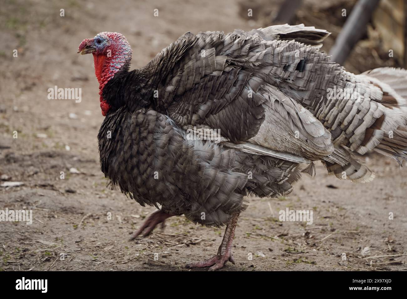 Common turkey on the birds yard close-up. Turkeys on free range farm ...