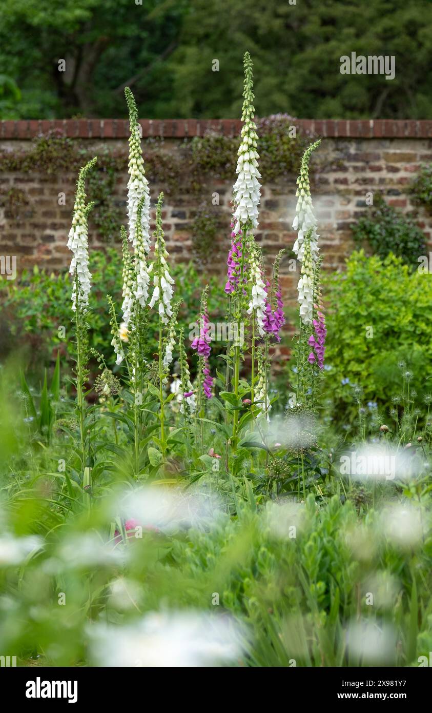 Foxgloves growing in May in Eastcote House Gardens, historic walled ...