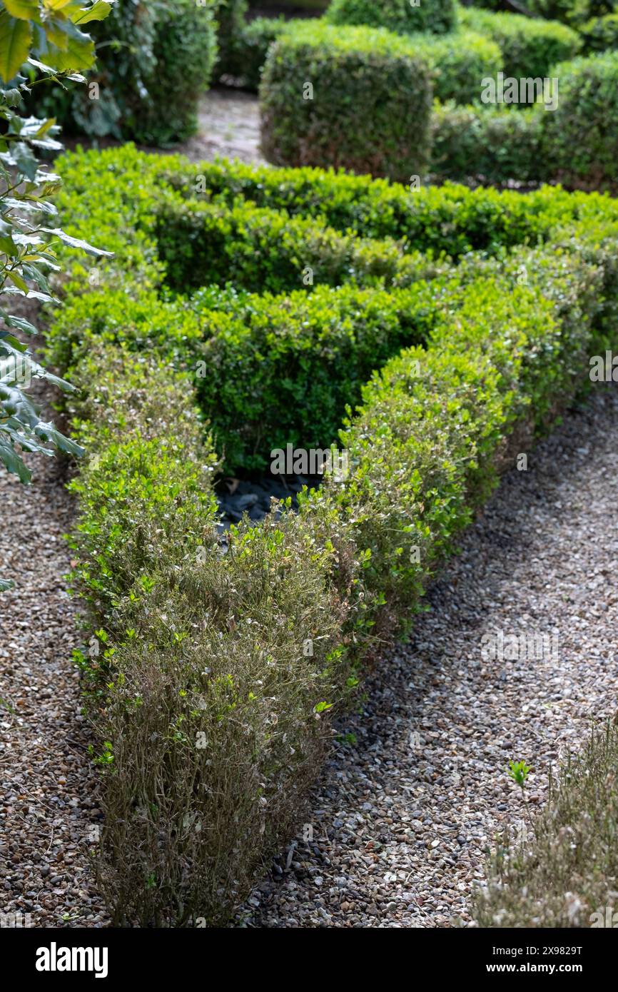 Partially infected box hedge with discoloured leaves, photographed in ...