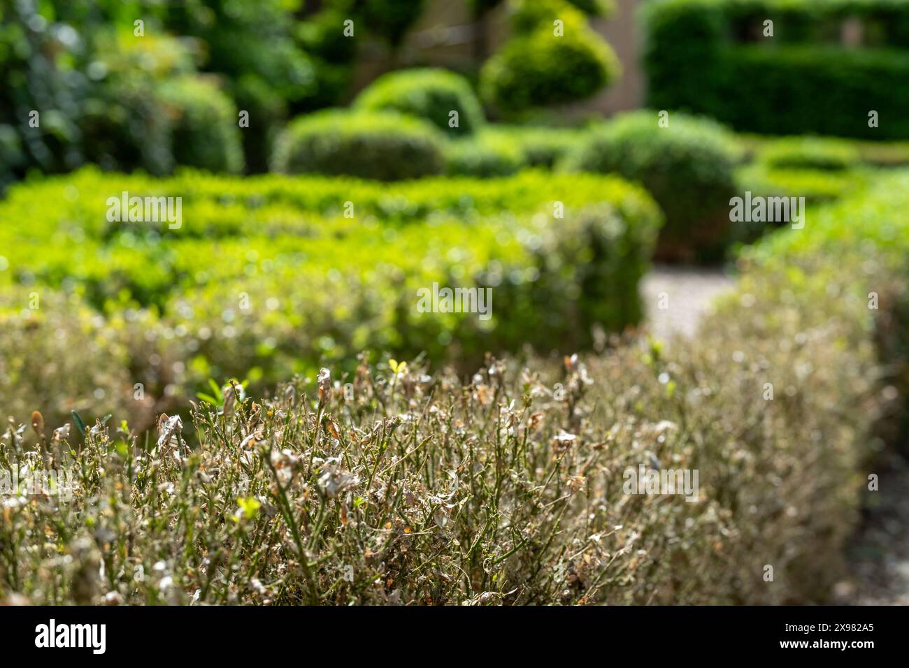 Partially infected box hedge with discoloured leaves, photographed in ...