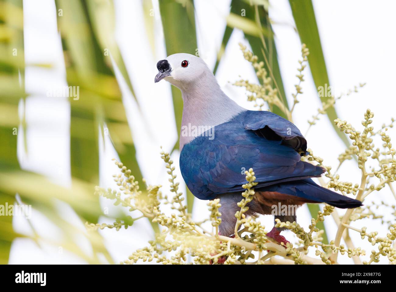 Beautiful pied imperial pigeon hi-res stock photography and images - Alamy