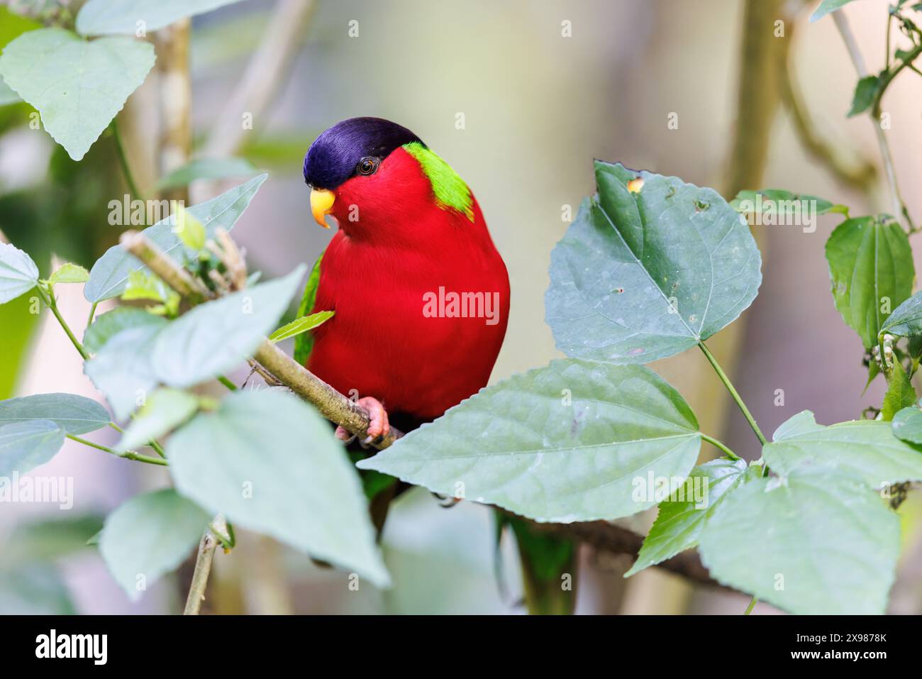Collared Lory perched between green foliage Stock Photo - Alamy