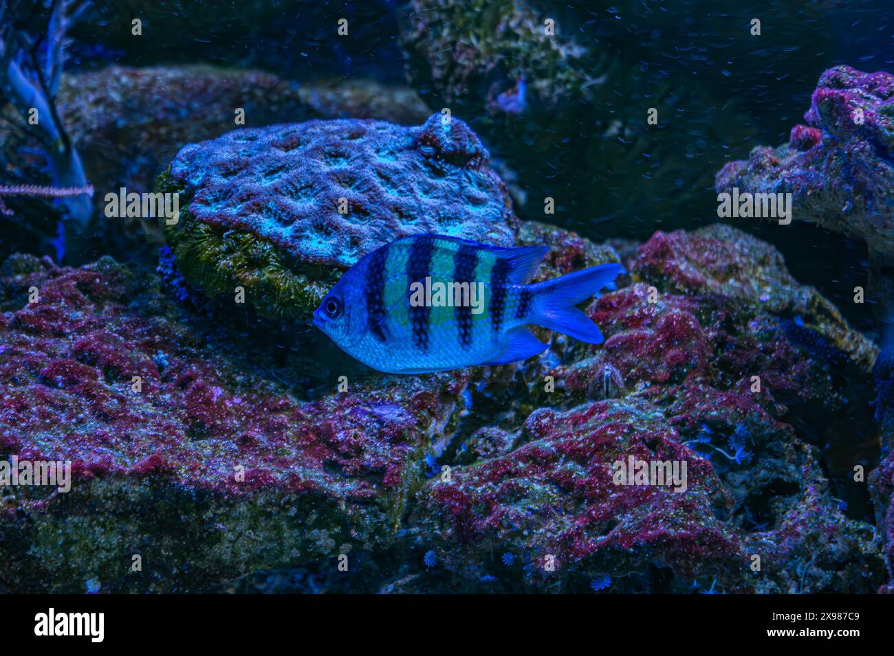 Colorful angelfish swimming gracefully in a vibrant coral reef Stock ...