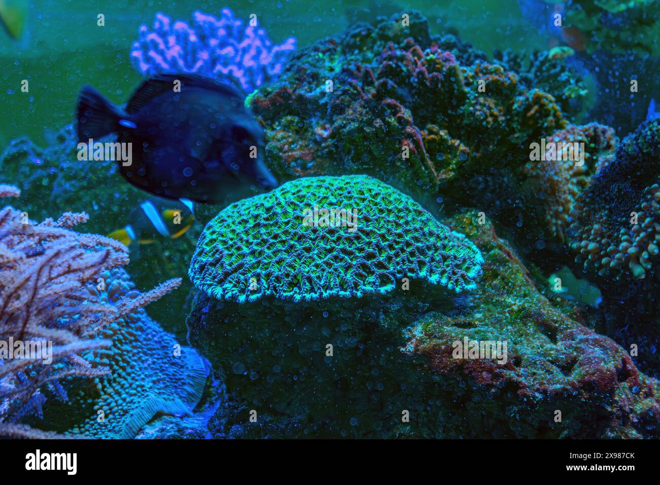 Colorful angelfish swimming gracefully in a vibrant coral reef Stock ...