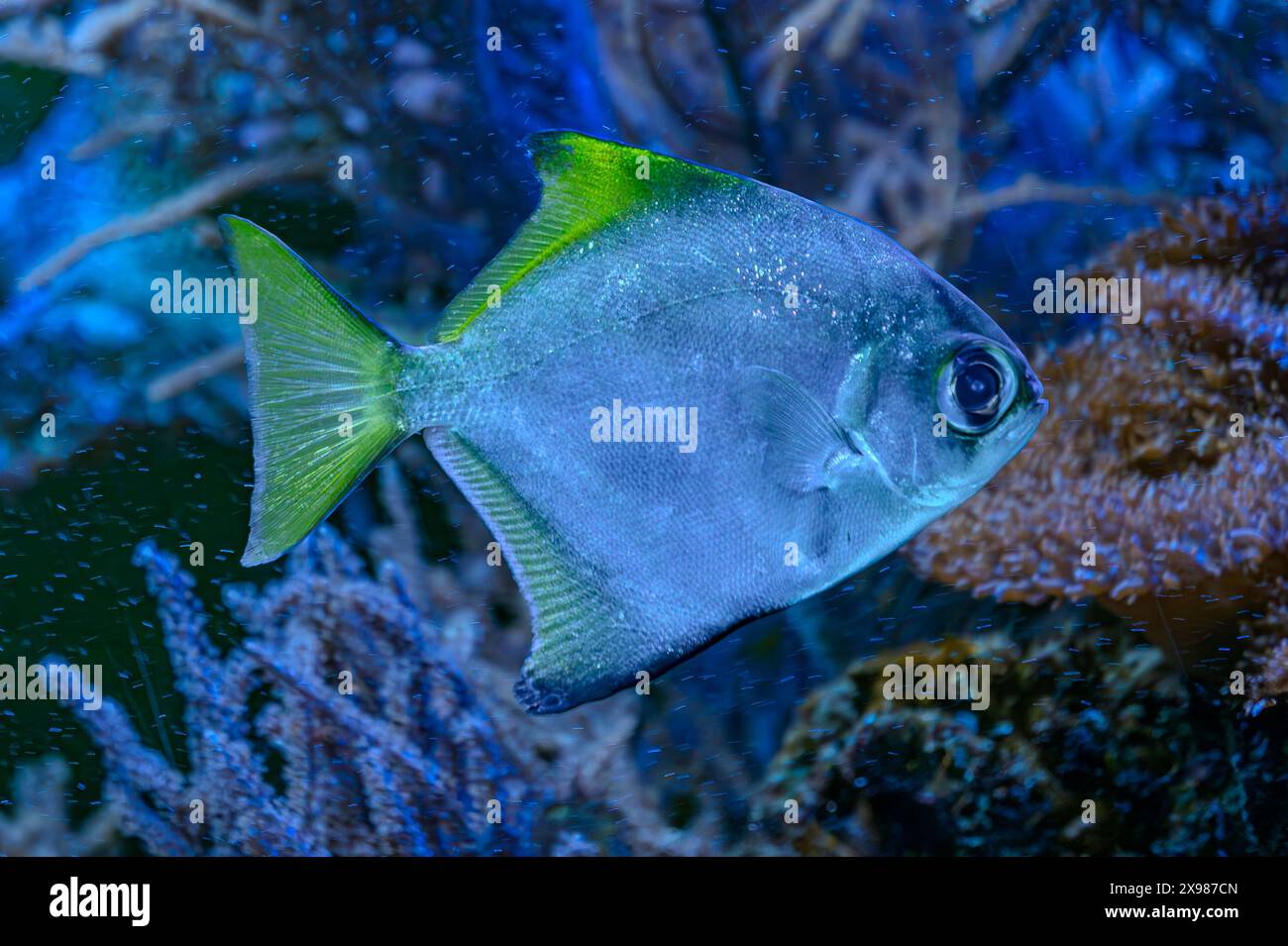 Colorful angelfish swimming gracefully in a vibrant coral reef Stock ...