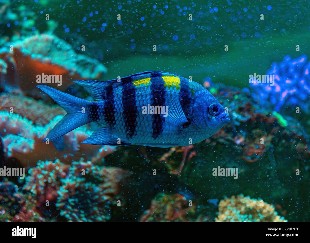 Colorful angelfish swimming gracefully in a vibrant coral reef Stock ...