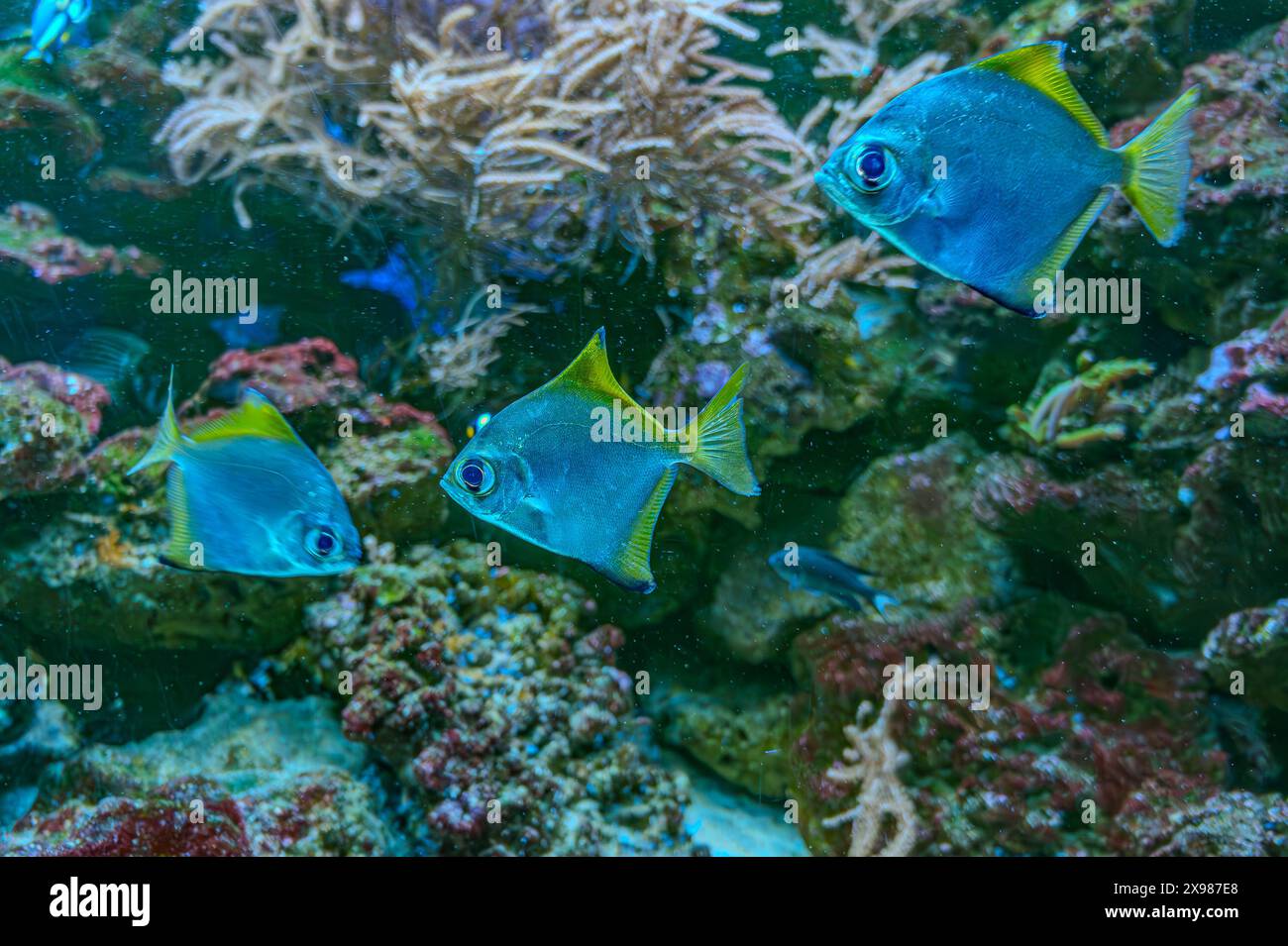 Colorful angelfish swimming gracefully in a vibrant coral reef Stock ...