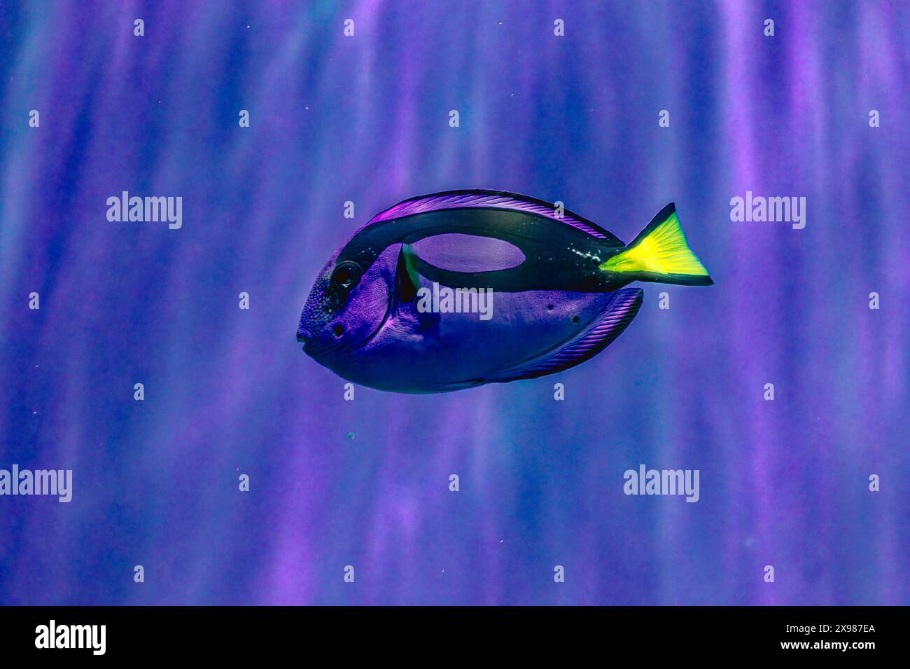 royal blue tang natural behaviour in coral reef marine aquarium ...