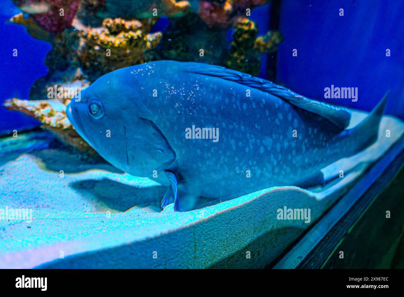 Atlantic goliath grouper jewfish or itajara Epinephelus itajara Stock ...