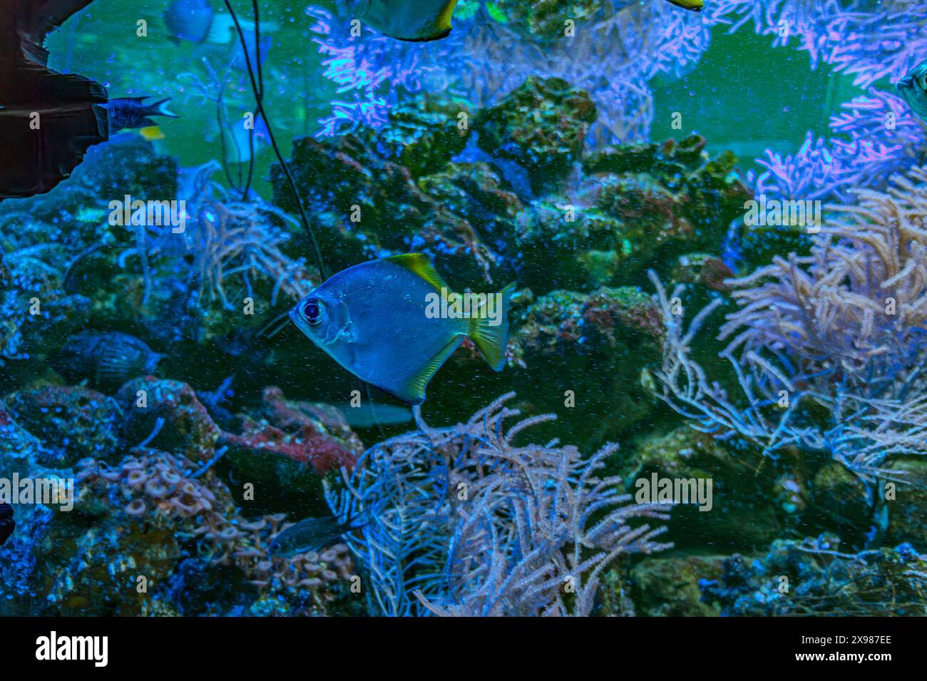Colorful angelfish swimming gracefully in a vibrant coral reef Stock ...