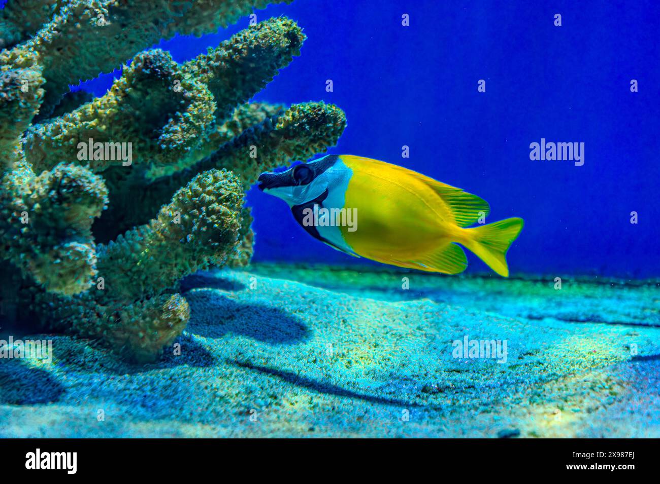 Vibrant yellow tang fish swimming gracefully amidst a colorful coral ...