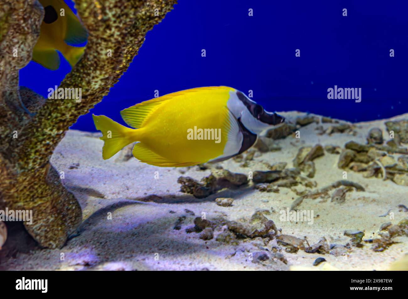 Vibrant yellow tang fish swimming gracefully amidst a colorful coral ...