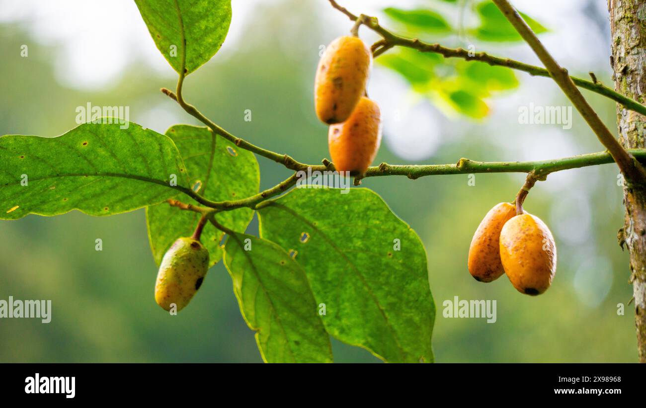 Penianthus patulinervis hi-res stock photography and images - Alamy