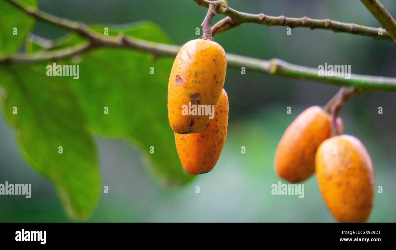 Ganai hi-res stock photography and images - Alamy