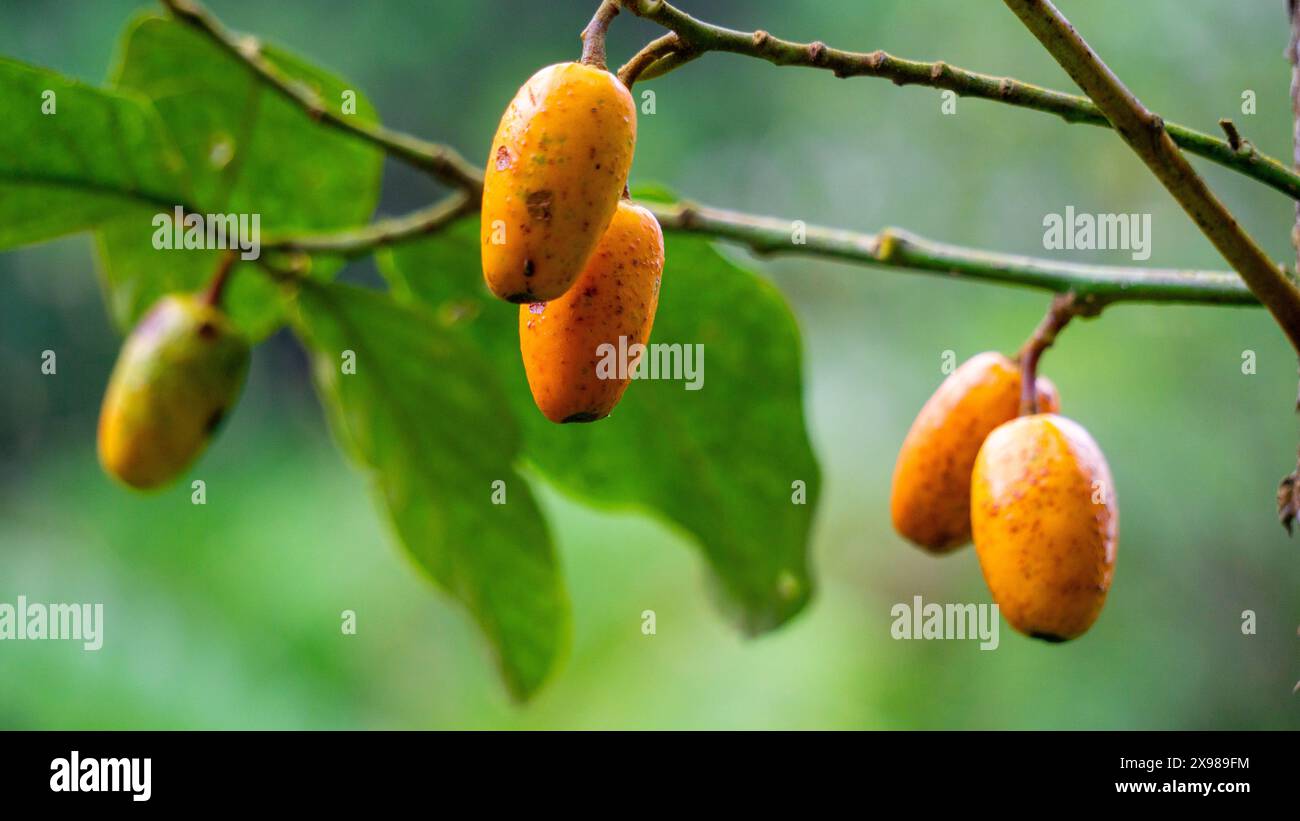 Ganai hi-res stock photography and images - Alamy