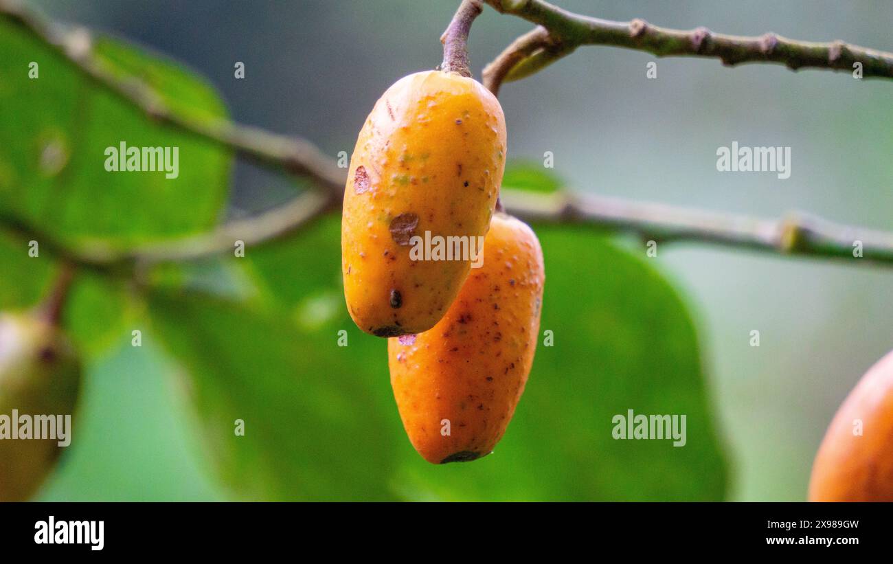 Penianthus patulinervis hi-res stock photography and images - Alamy