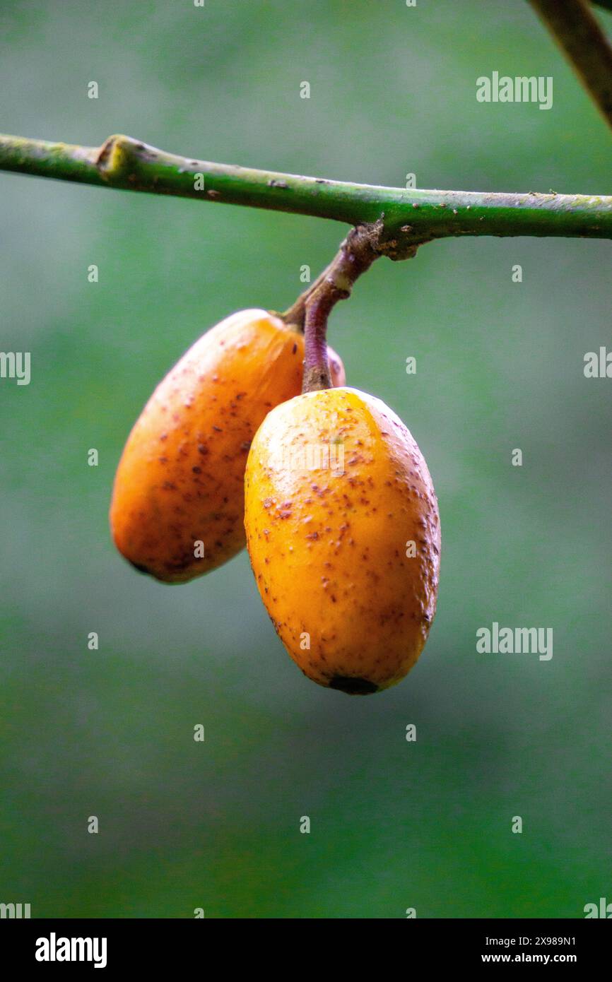 Penianthus patulinervis hi-res stock photography and images - Alamy