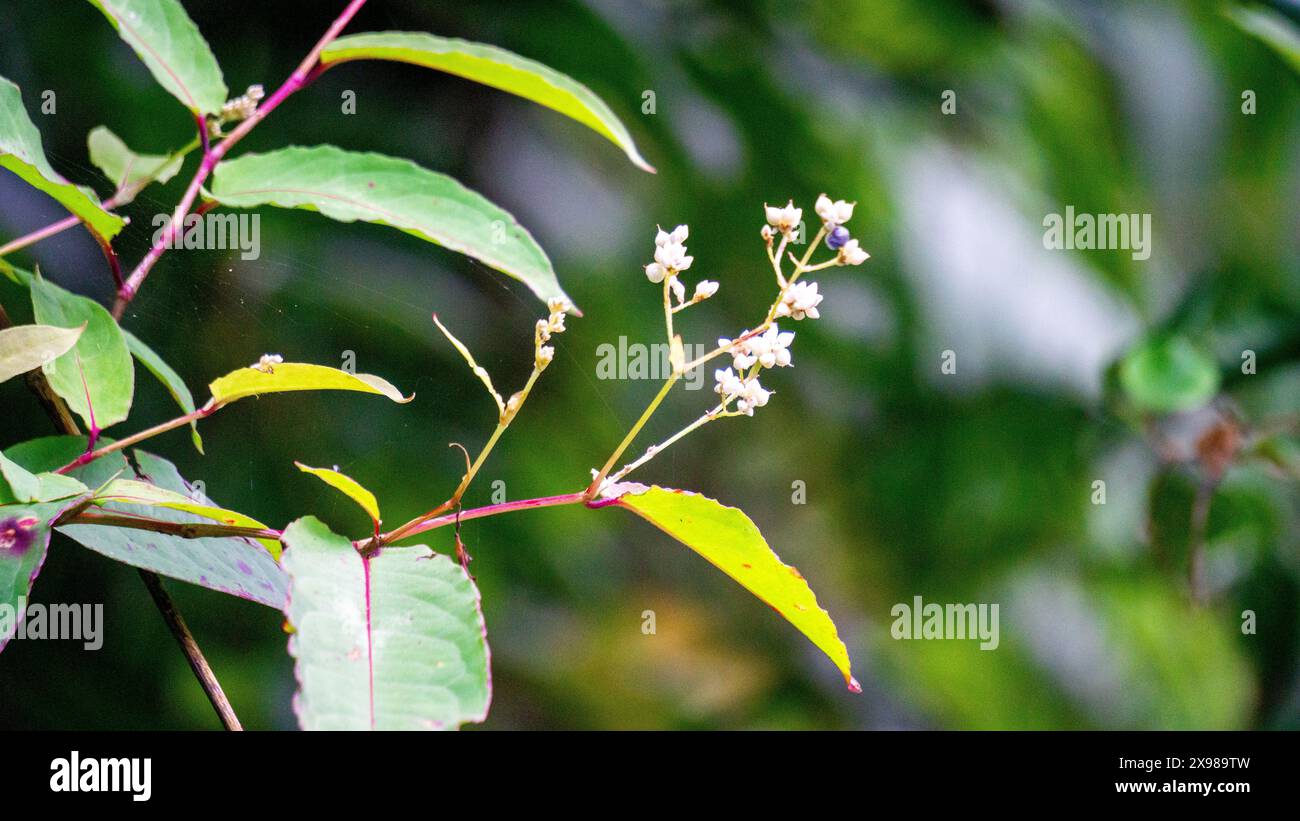 Persicaria chinensis (Polygonum chinense, creeping smartweed, Chinese ...
