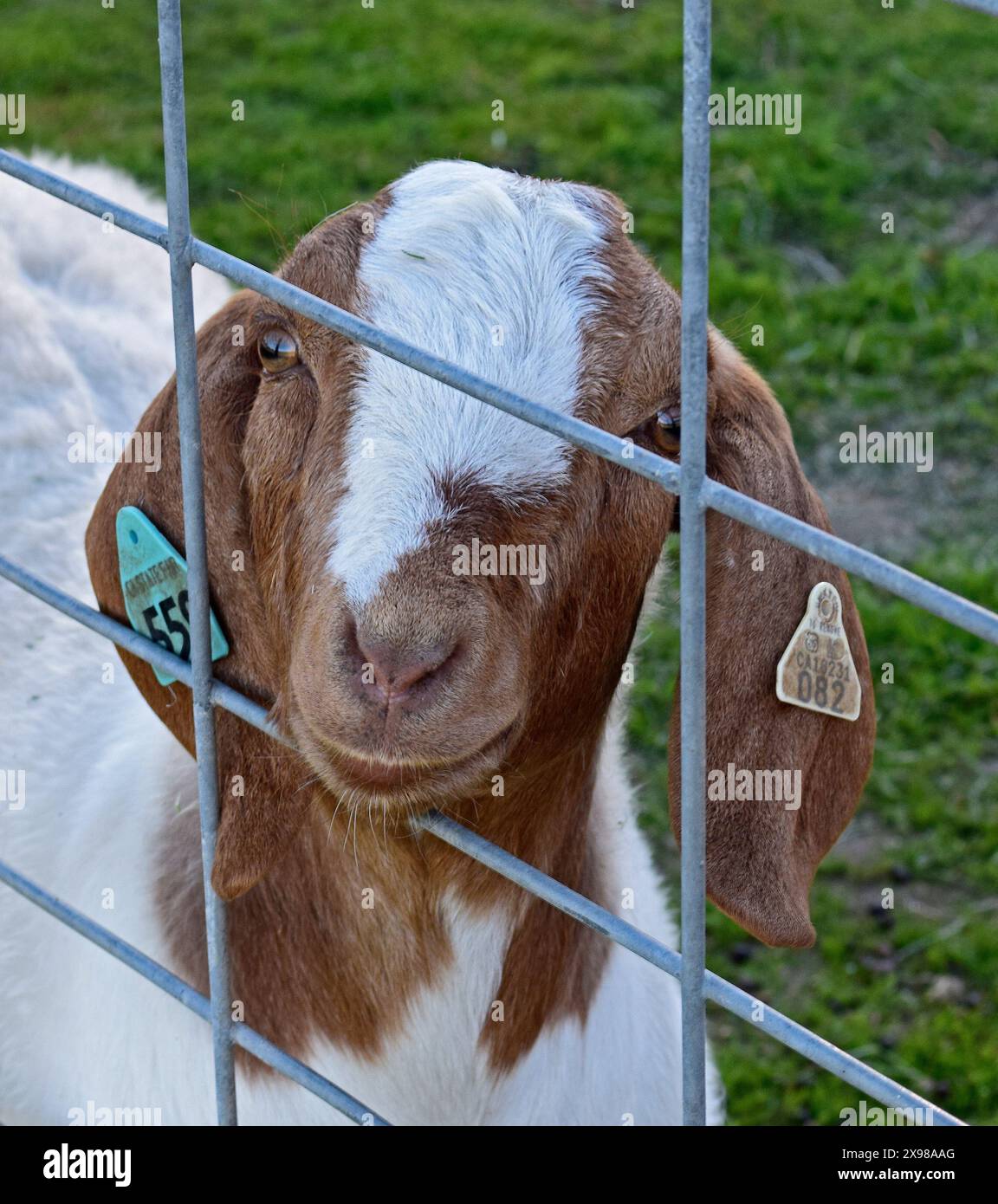 ear tag on farm animal at Ardenwood Historic Farm, Fremont California ...