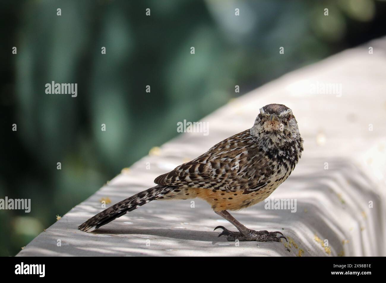 Cactus wren or Campylorhynchus brunneicapillus standing on a ledge at ...