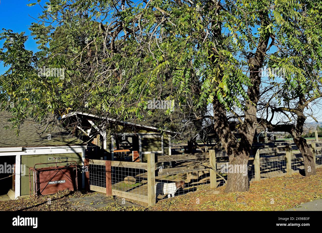 farm animal at Ardenwood Historic Farm, Fremont California Stock Photo ...