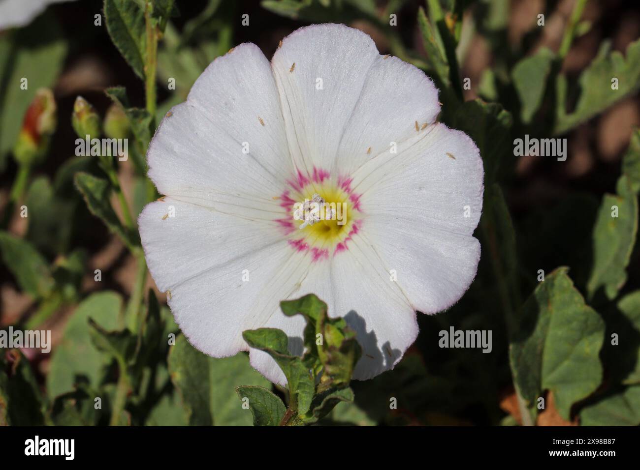 Close up of a bindweed flower growing at Green Valley Park in Payson ...