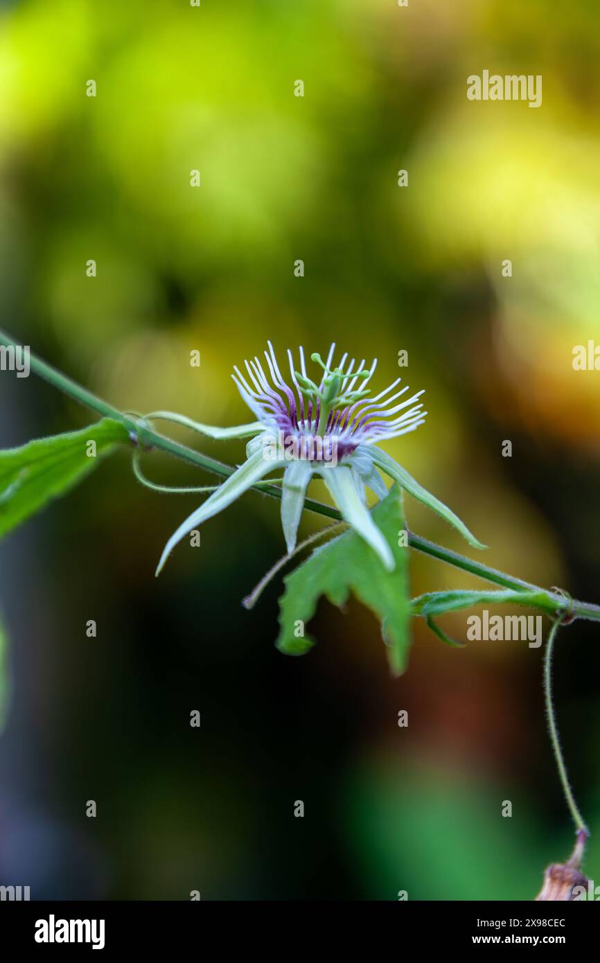 Passiflora Quinquangularis cat faced passion flower vine blooms in a ...