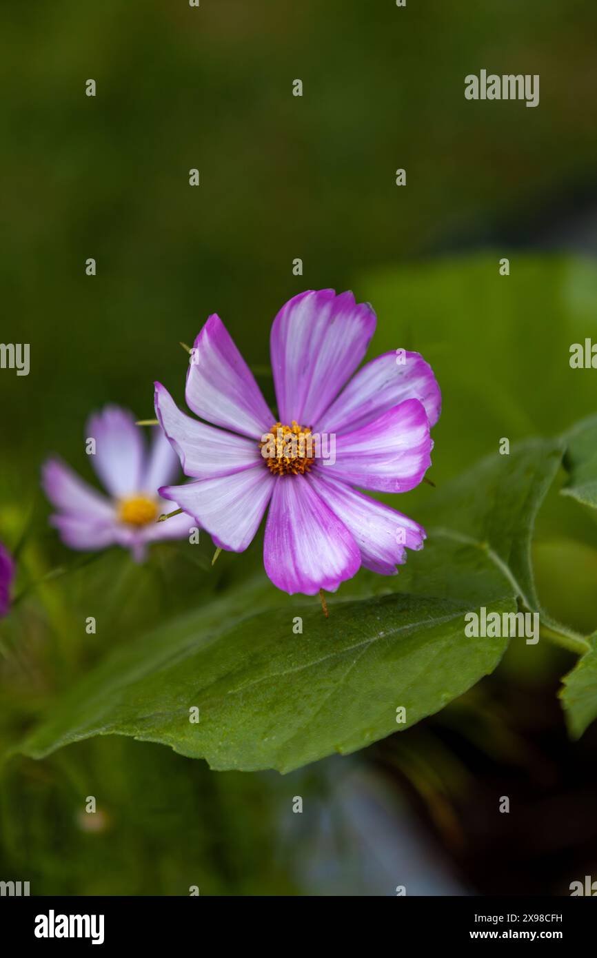 Cosmos daisy flowers Cosmos bipinnatus grows in an organic garden in ...