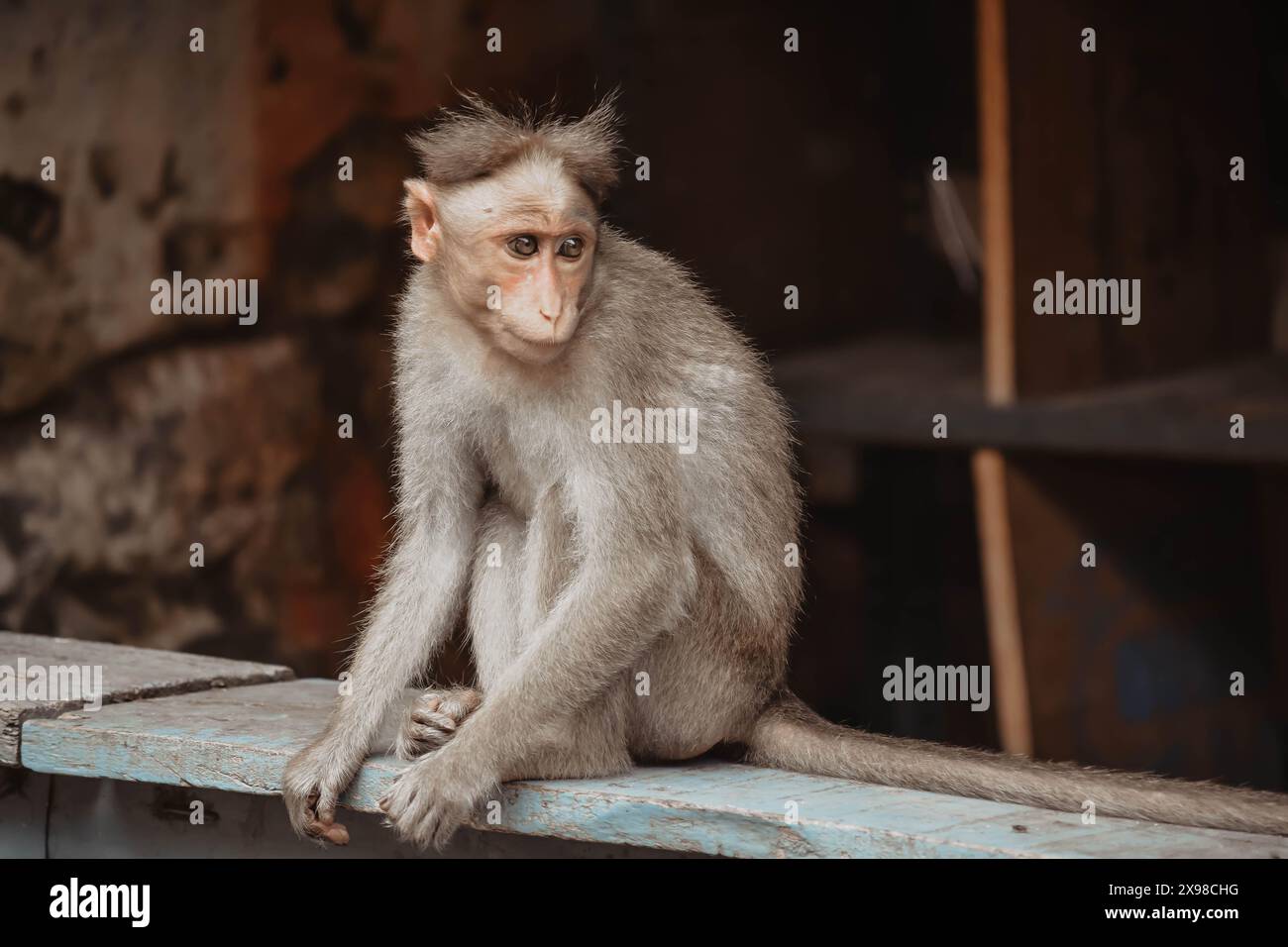 Monkey in the Kutralam waterfall, Tamilnadu, India Stock Photo - Alamy