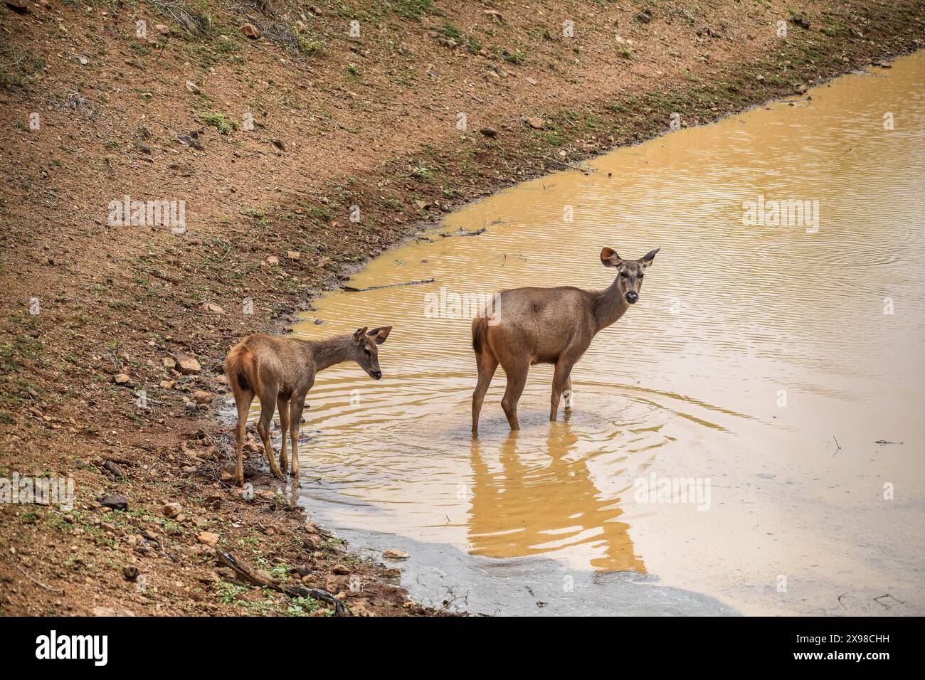 Deers in the zoo in Chennai Arignar Anna Zoo India Stock Photo - Alamy