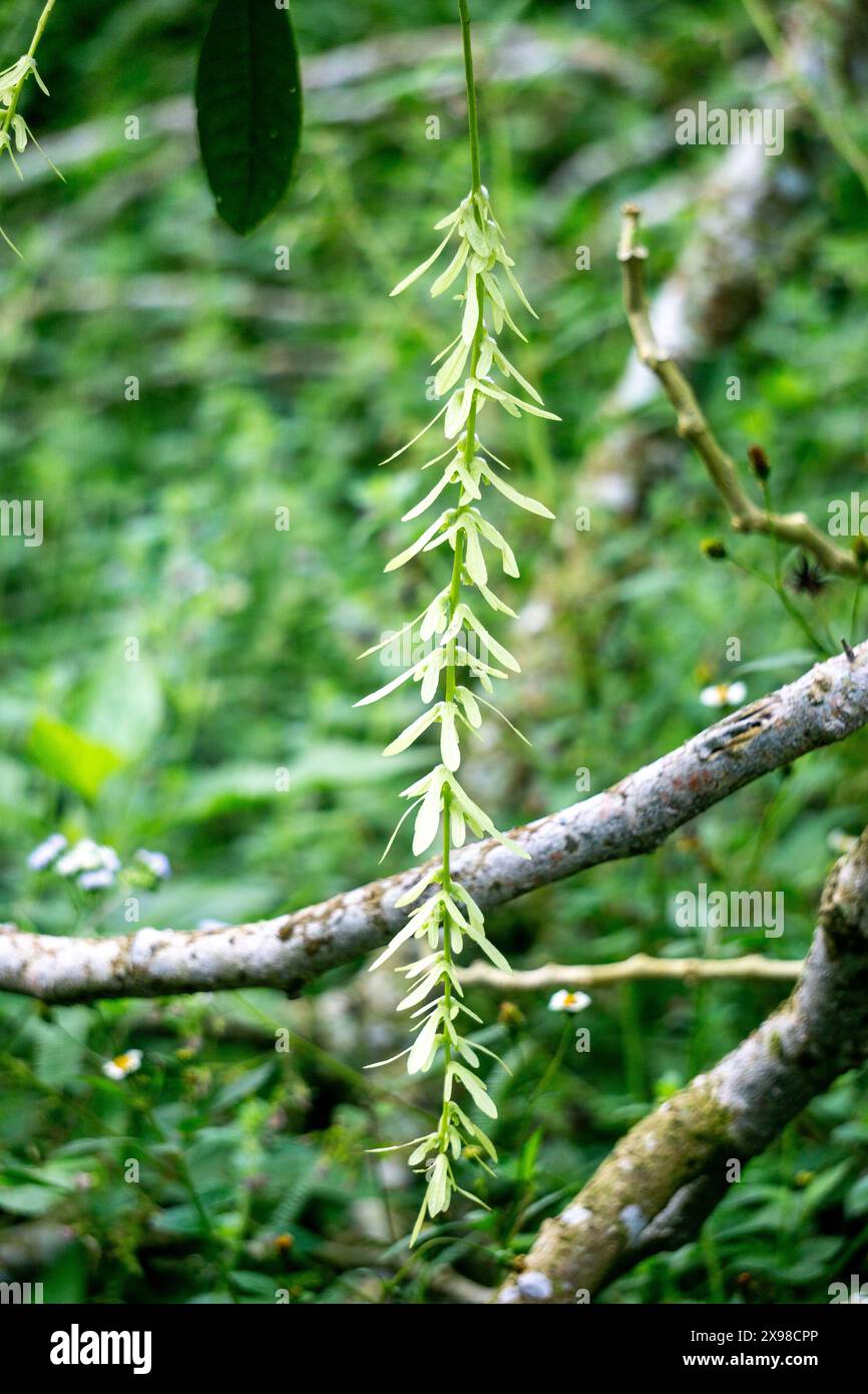 Pterocarya tonkinensis (yue nan feng yang, Tonkin Wingnut, Pterocarya ...