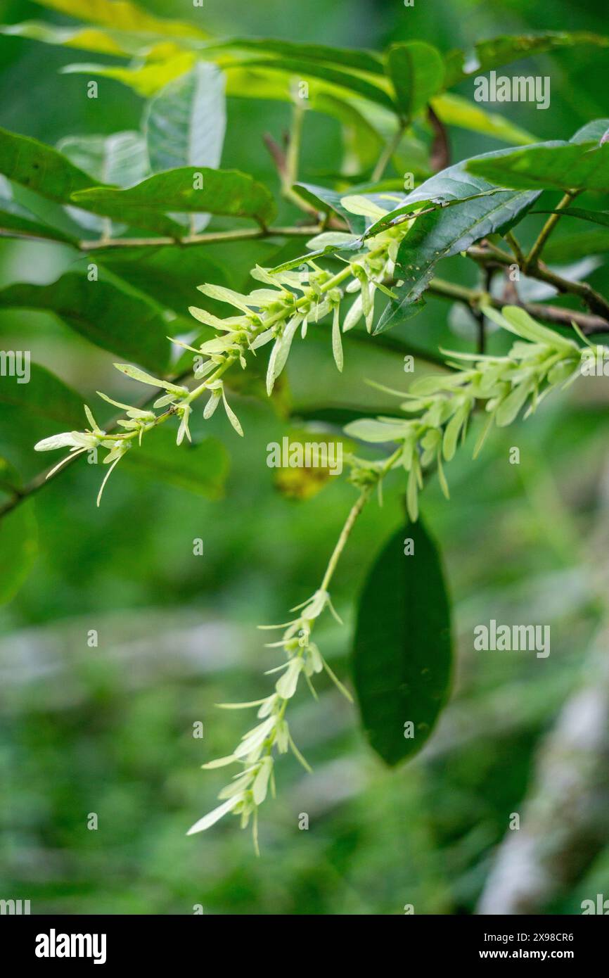 Pterocarya tonkinensis (yue nan feng yang, Tonkin Wingnut, Pterocarya ...