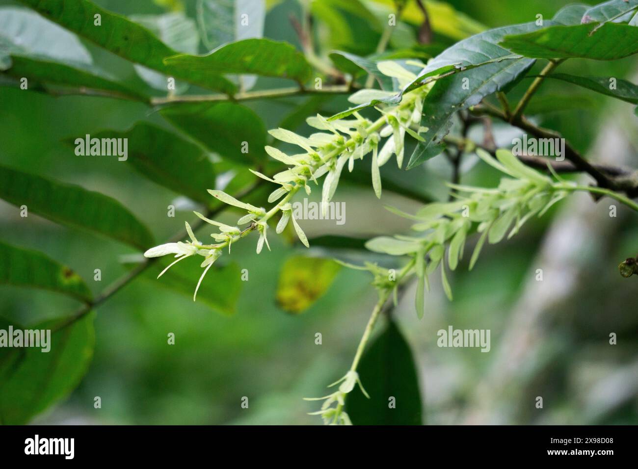 Pterocarya tonkinensis (yue nan feng yang, Tonkin Wingnut, Pterocarya ...