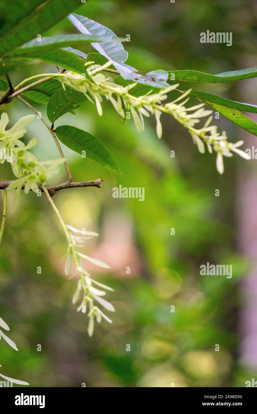 Pterocarya tonkinensis hi-res stock photography and images - Alamy