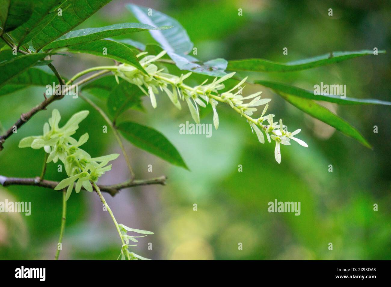 Pterocarya tonkinensis (yue nan feng yang, Tonkin Wingnut, Pterocarya ...