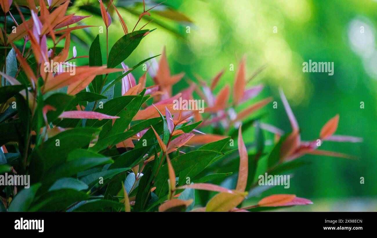 Syzygium oleina in the nature. This plant also Syzygium oleina, pucuk ...