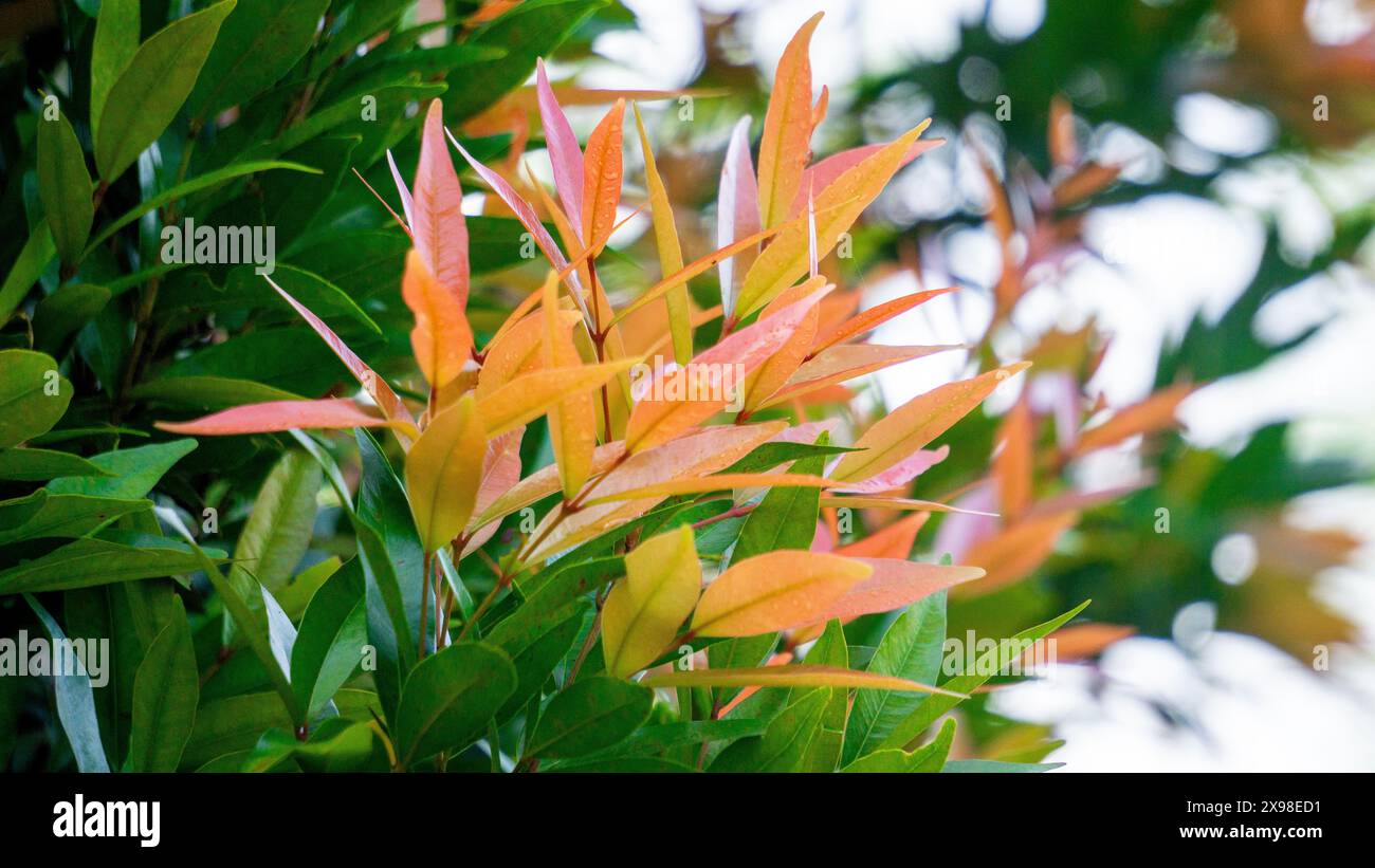 Syzygium oleina in the nature. This plant also Syzygium oleina, pucuk ...