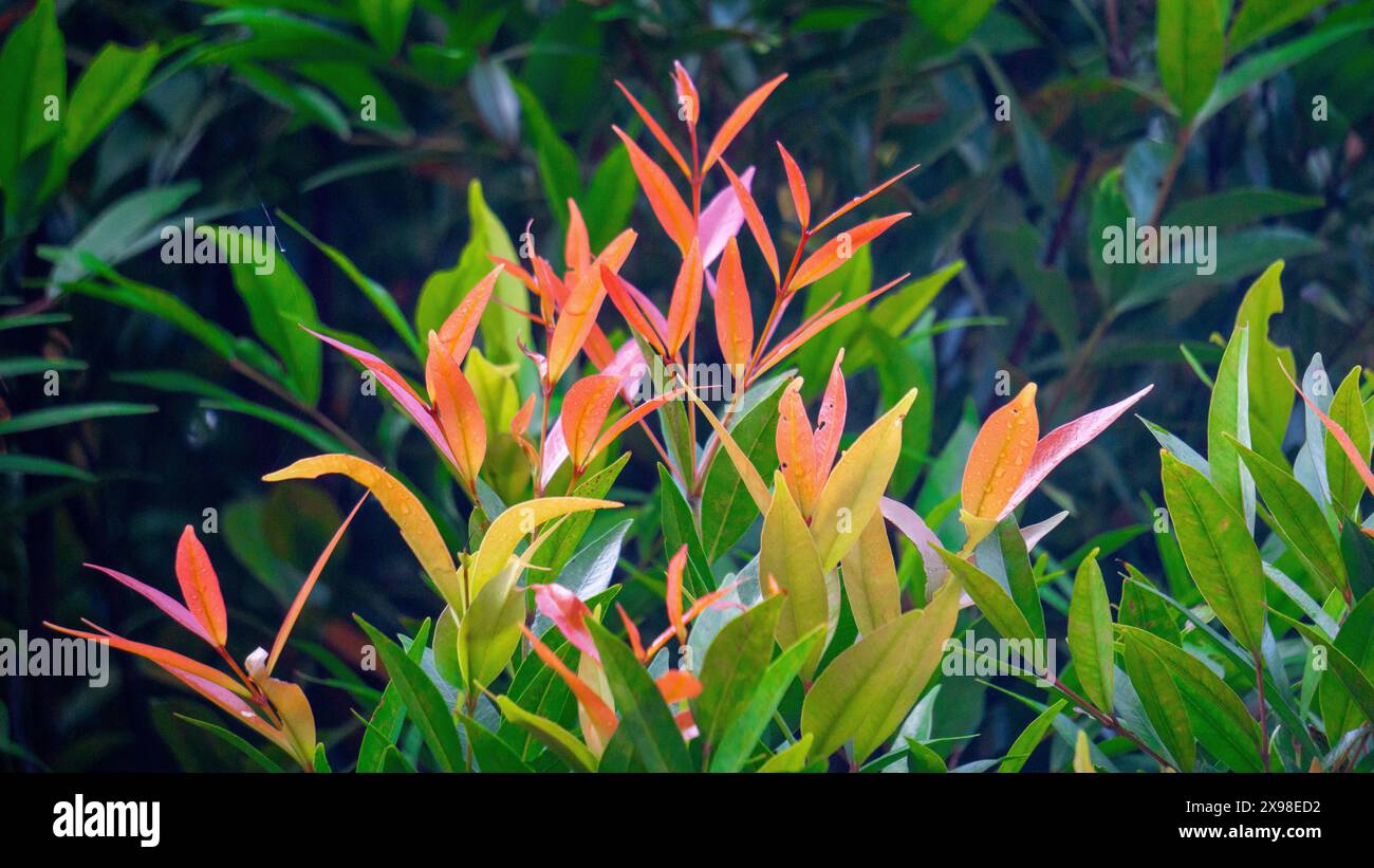 Syzygium oleina in the nature. This plant also Syzygium oleina, pucuk ...