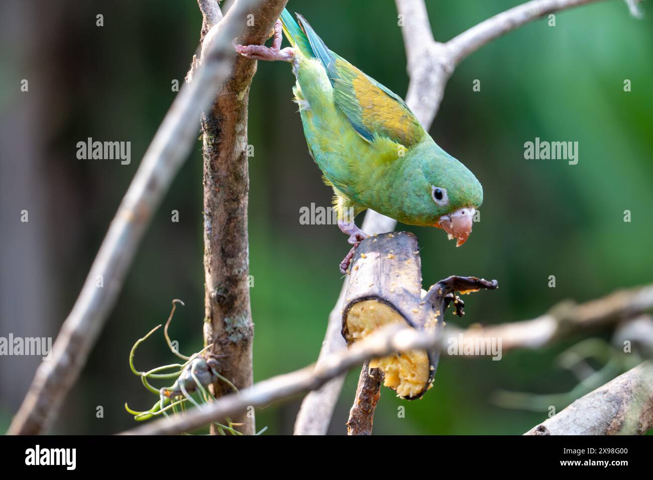 A Green Parrot Eating a Banana Stock Photo - Alamy