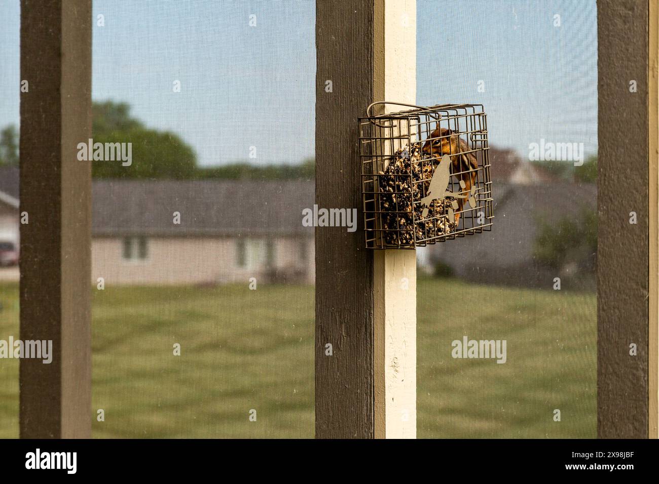 An ingenious chipmunk is inside the bird feeder eating the birdseed in ...