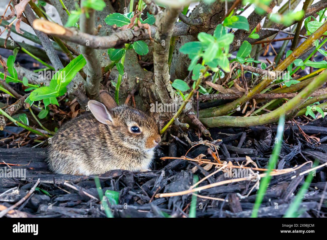 Rabbit bush hi-res stock photography and images - Alamy