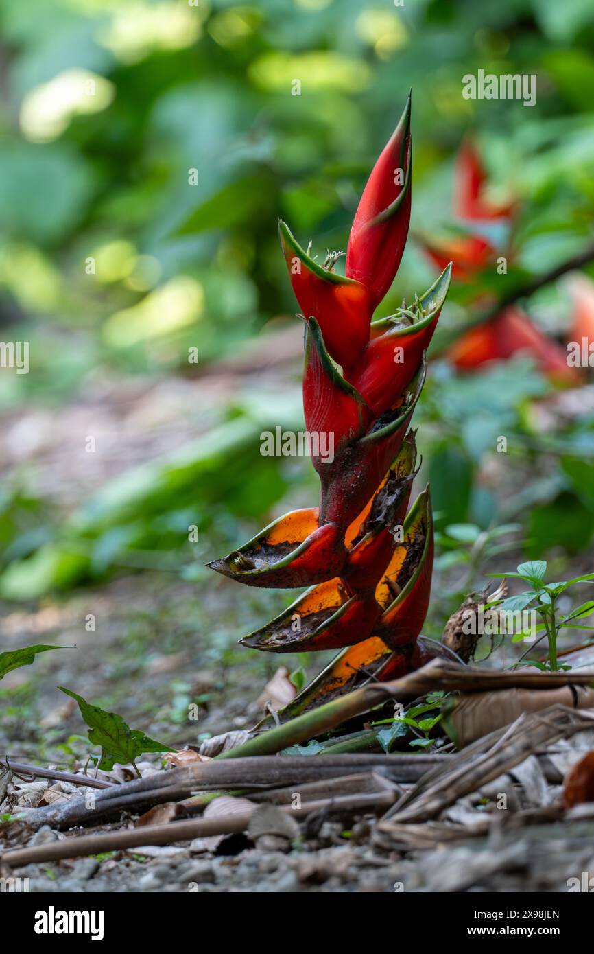 Lobster Claw Plant in a Rain Forest Stock Photo - Alamy